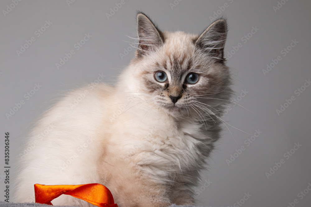 Cachorro de gato siamés red point en fotografías tipo estudio con ...