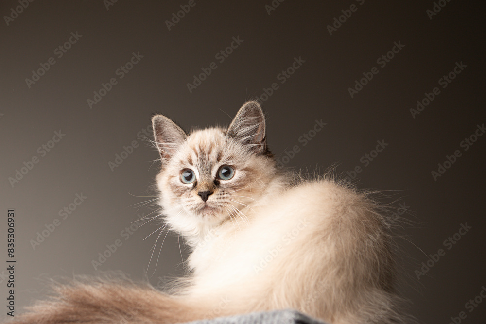 Cachorro de gato siamés red point en fotografías tipo estudio con ...