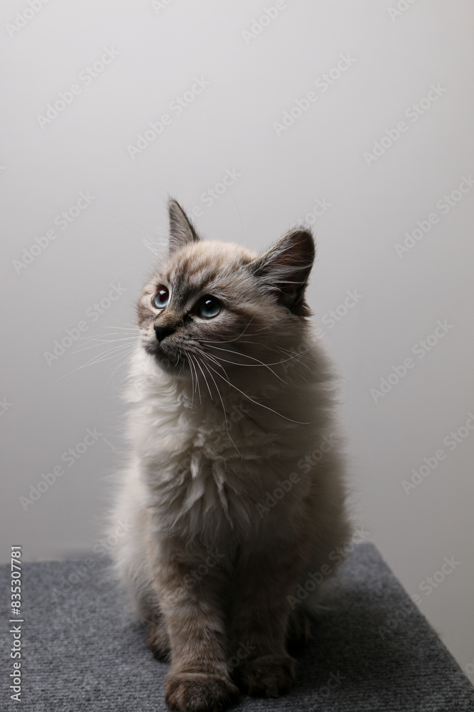 Cachorro de gato siamés red point en fotografías tipo estudio con ...