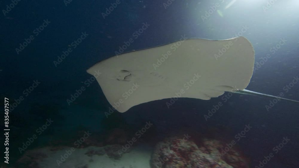 Common ray swimming on sea bottom close up. Stingray on seabed close ...