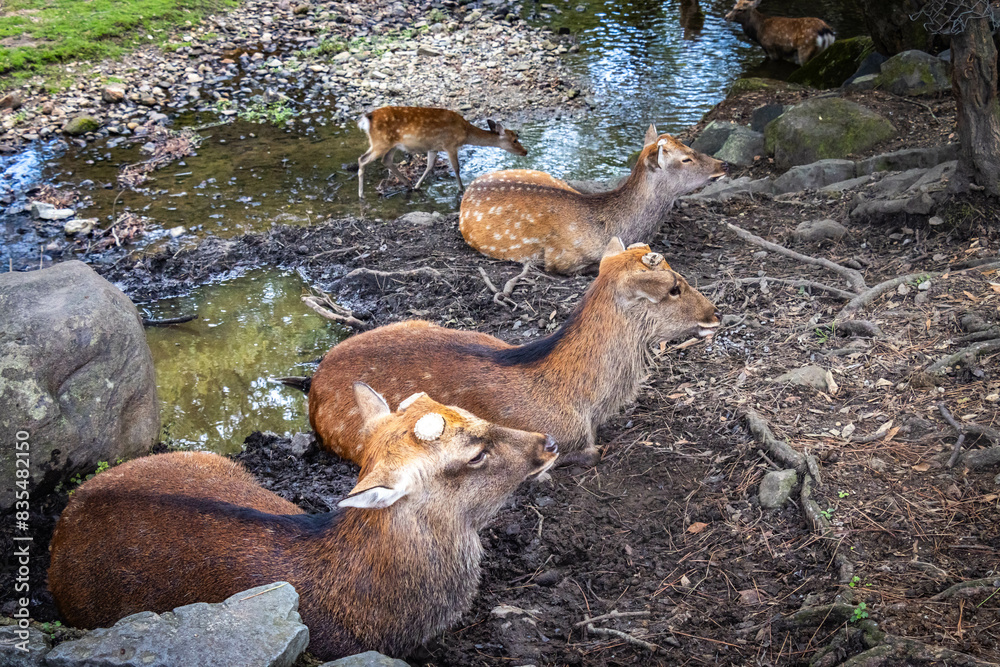 sacred deer of nara, nara park, sika, japan, animal, temples, bowing ...