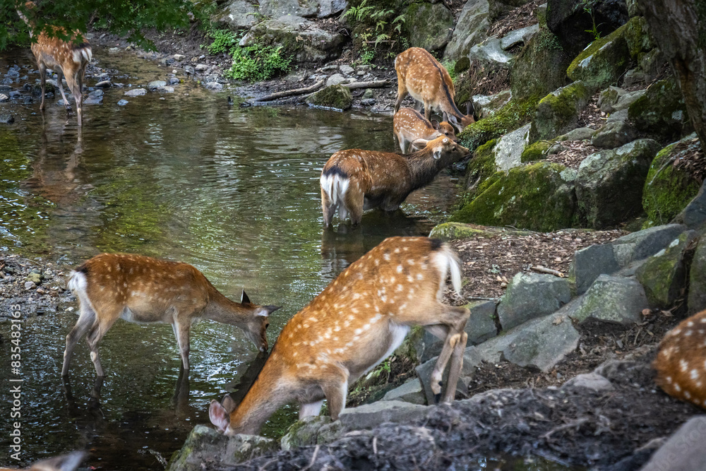 sacred deer of nara, nara park, sika, japan, animal, temples, bowing ...
