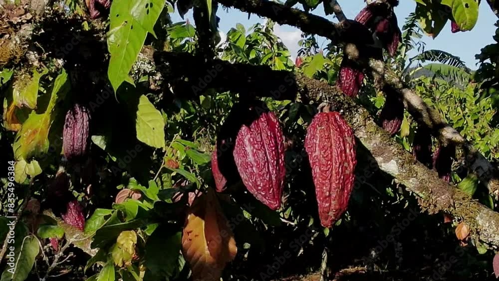 Árbol de cacao, hojas de cacao, frutos de cacao, grano de cacao, maduro ...