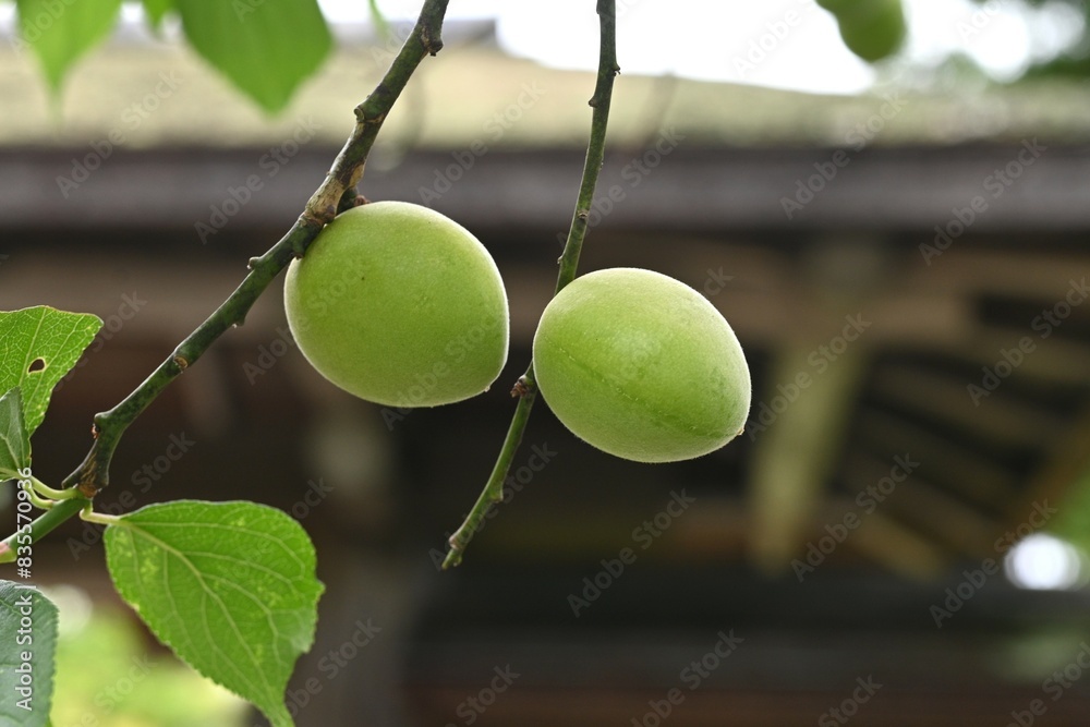 Japanese apricot (Ume) fruits. Ume fruits are harvested around June and ...