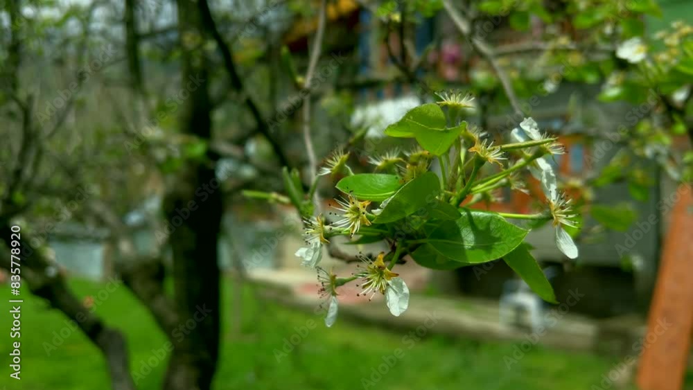 Sheep sacrifice Eid-Ul-Adha the Muslim Community Festival. Eid Adha ...