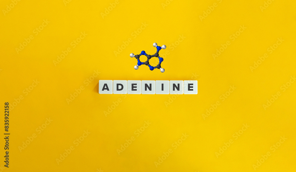 Adenine Molecule and Ball-and-Stick Model. One of the Four Nucleobases ...