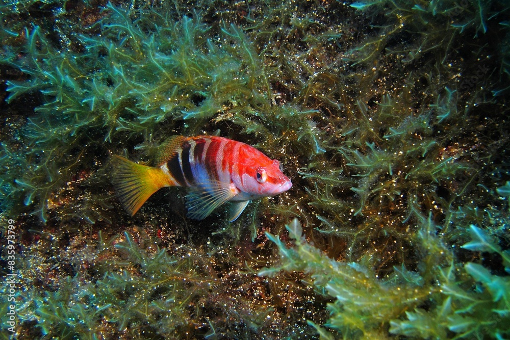Underwater wall with hiding fish. Algae and marine life. Fish (Painted ...