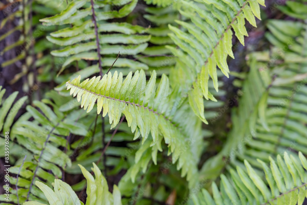 Nephrolepis is a genus of about 30 species of ferns. It is the only ...