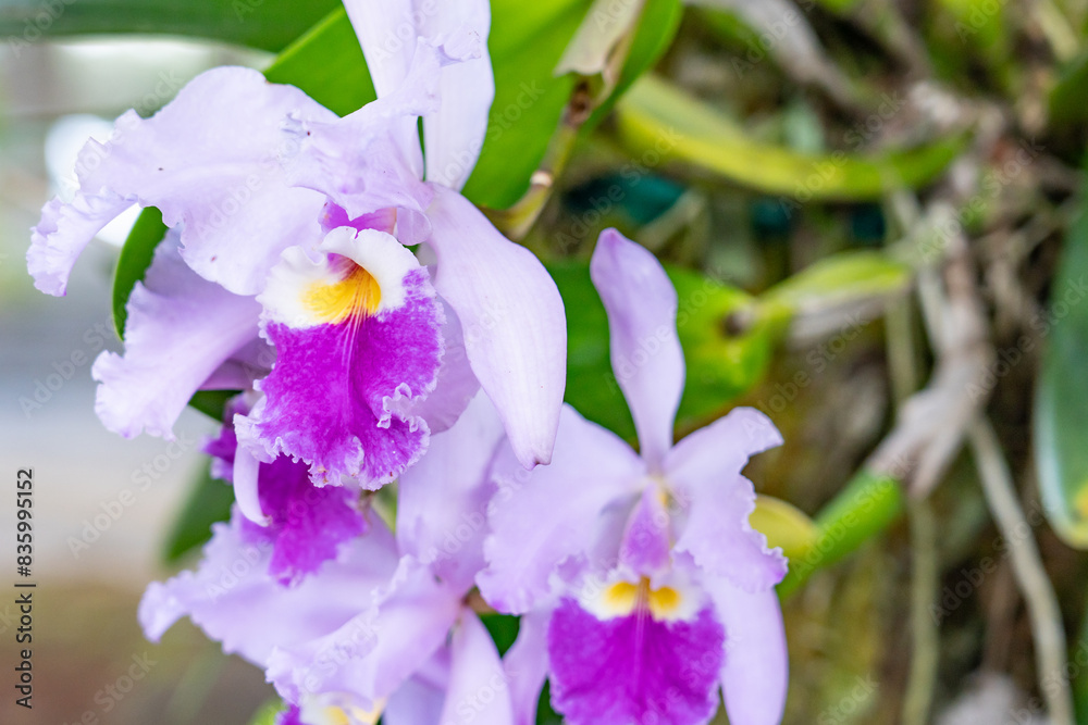 Cattleya trianae , also known as Flor de Mayo ("May flower") or ...