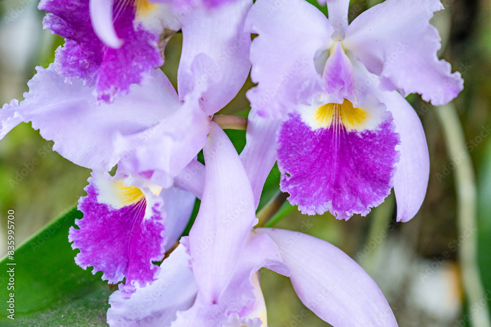 Cattleya trianae , also known as Flor de Mayo ("May flower") or ...
