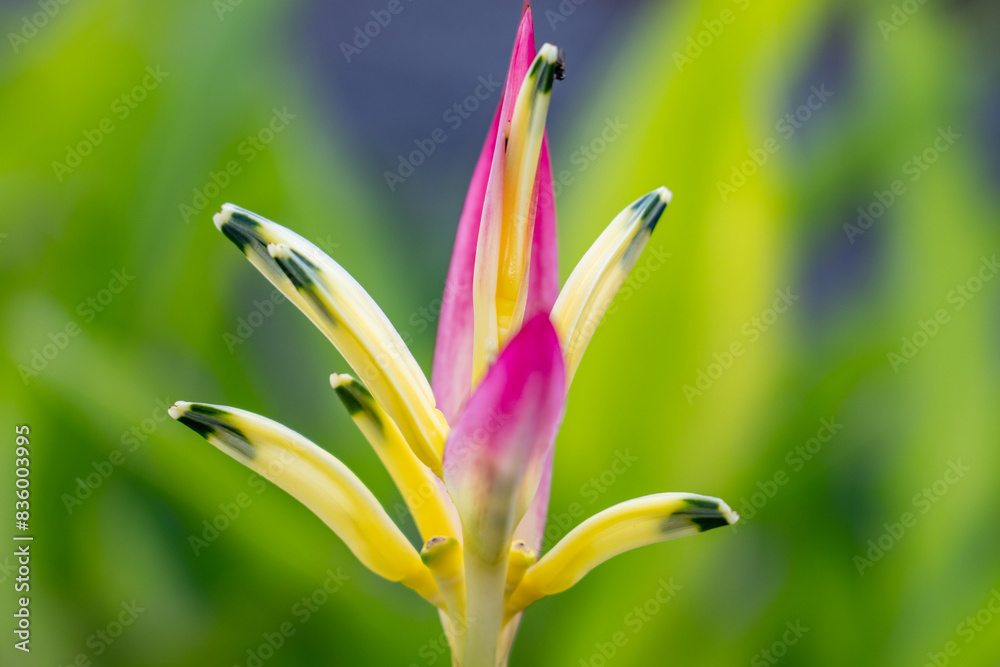 Heliconia psittacorum (parrot's beak, parakeet flower, parrot's flower ...