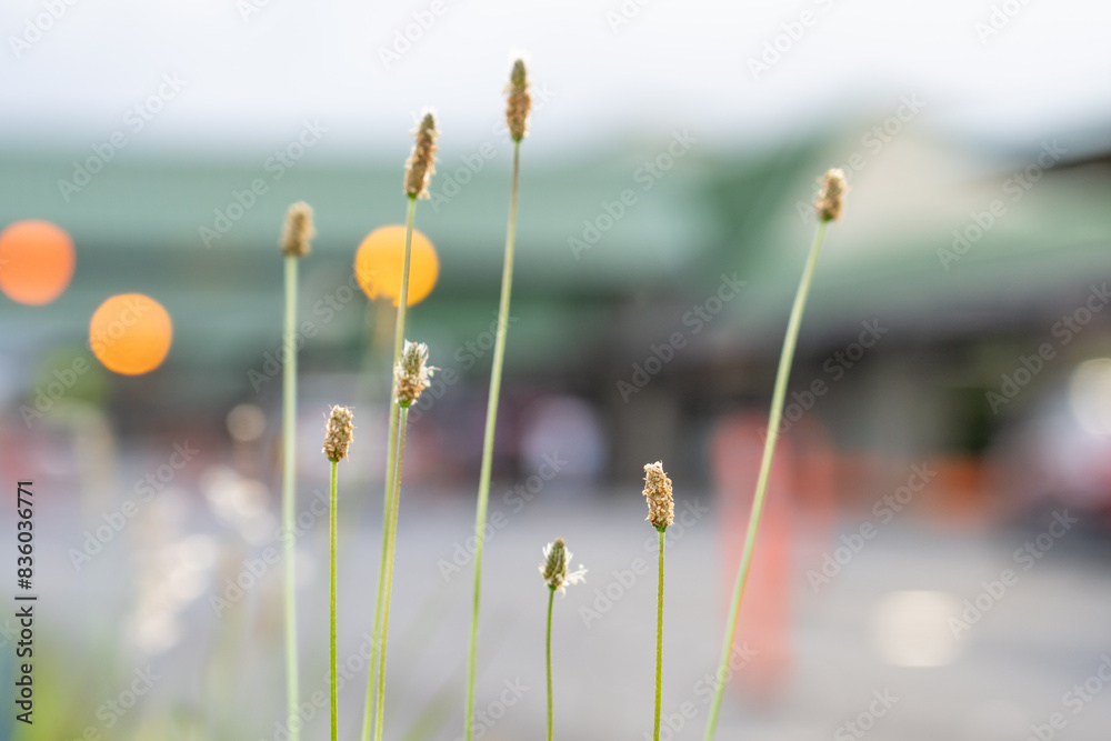 Plantago lanceolata is a species of flowering plant in the plantain ...