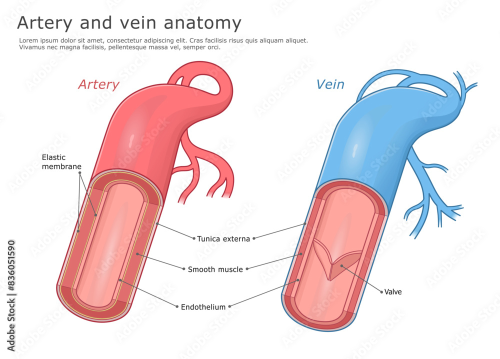 Blood vessels anatomy illustration. Differences between veins and ...