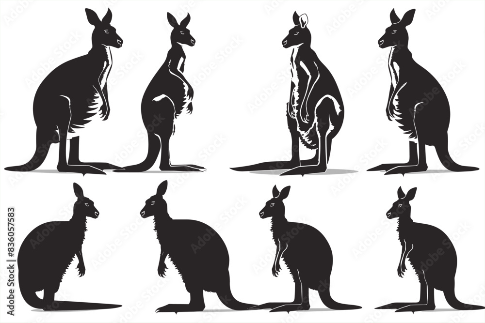 Set of kangaroo Silhouette Design and Vector Illustration on white ...