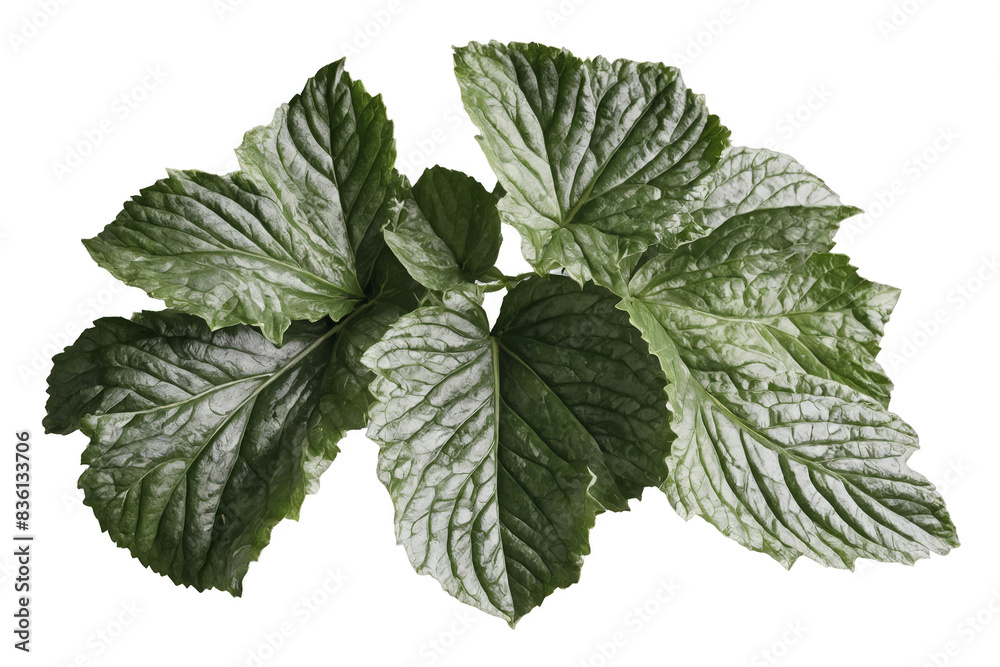 Fresh and vibrant green patchouli leaves isolated with transparent ...