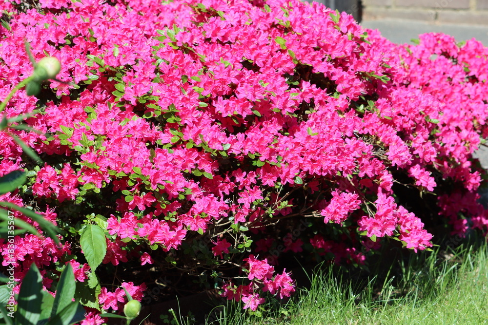 Sweden. Azaleas are flowering shrubs in the genus Rhododendron ...