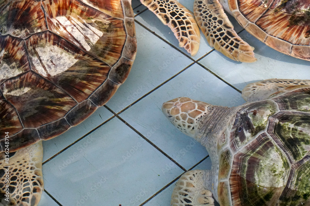 Animal scene of many Big Sea turtle in Turtle pond after Cleaned at Sea ...