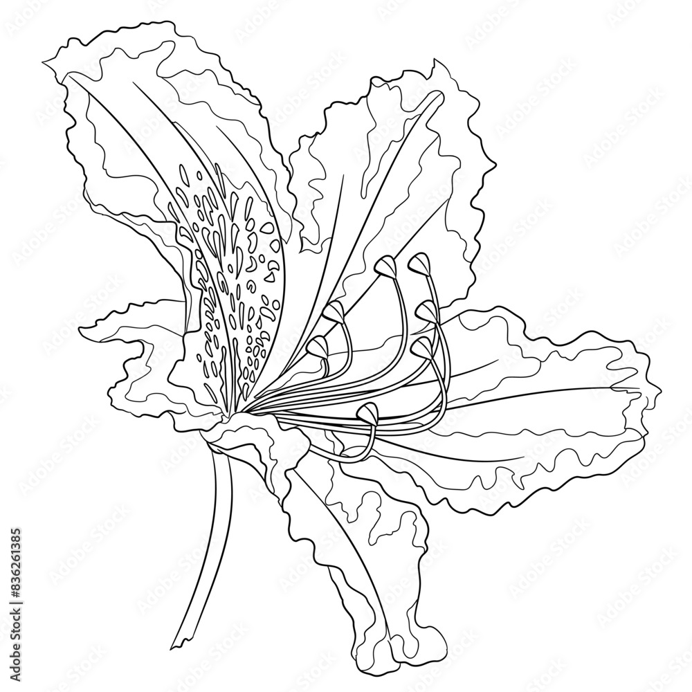 Flower rhododendron mountain shrub outline on a white background ...