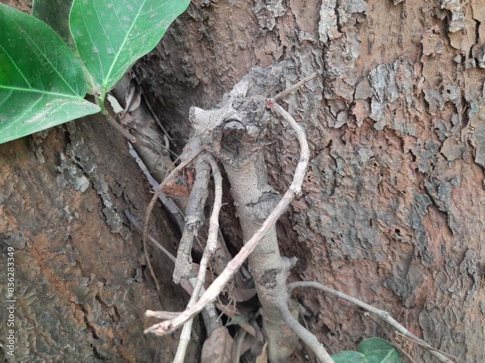 Banyan tree growing on another tree trunk. Its seeds germinate in the ...