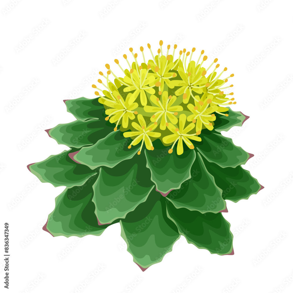 Vector illustration of Rhodiola rosea,commonly known as golden root ...