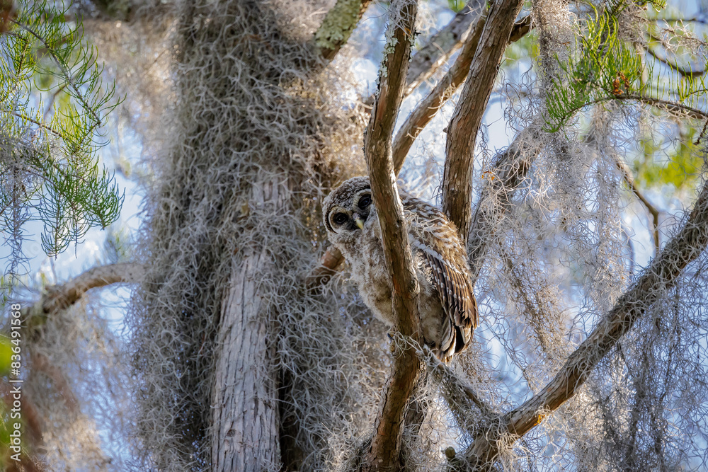Foto de Baby Barred owlet sitting in pine tree at Okefenokee Swamp Tour ...