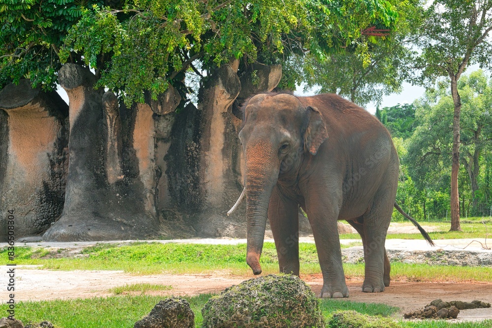 The Asian elephant is a large mammal native to Southeast Asia. It's ...