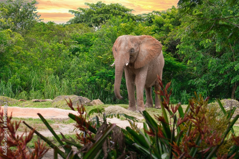 The Asian elephant is a large mammal native to Southeast Asia. It's ...