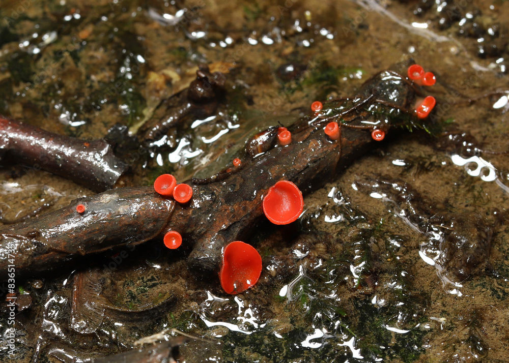 Bright red fruiting bodies of the elf cup fungus (Sarcoscypha sp ...