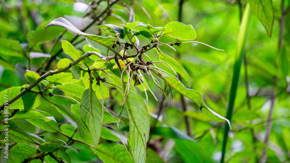 Sirih hutan (sirihan, piper aduncum, spiked pepper, spiked pepper ...
