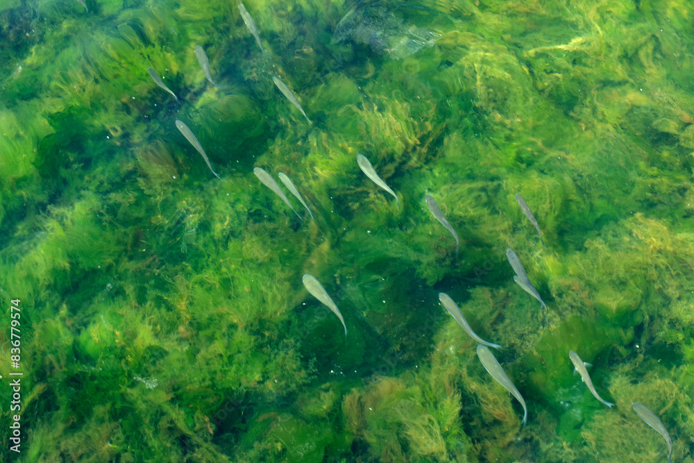 Juvenile Flathead grey mullet fishes (Mugil cephalus) feeding at the ...