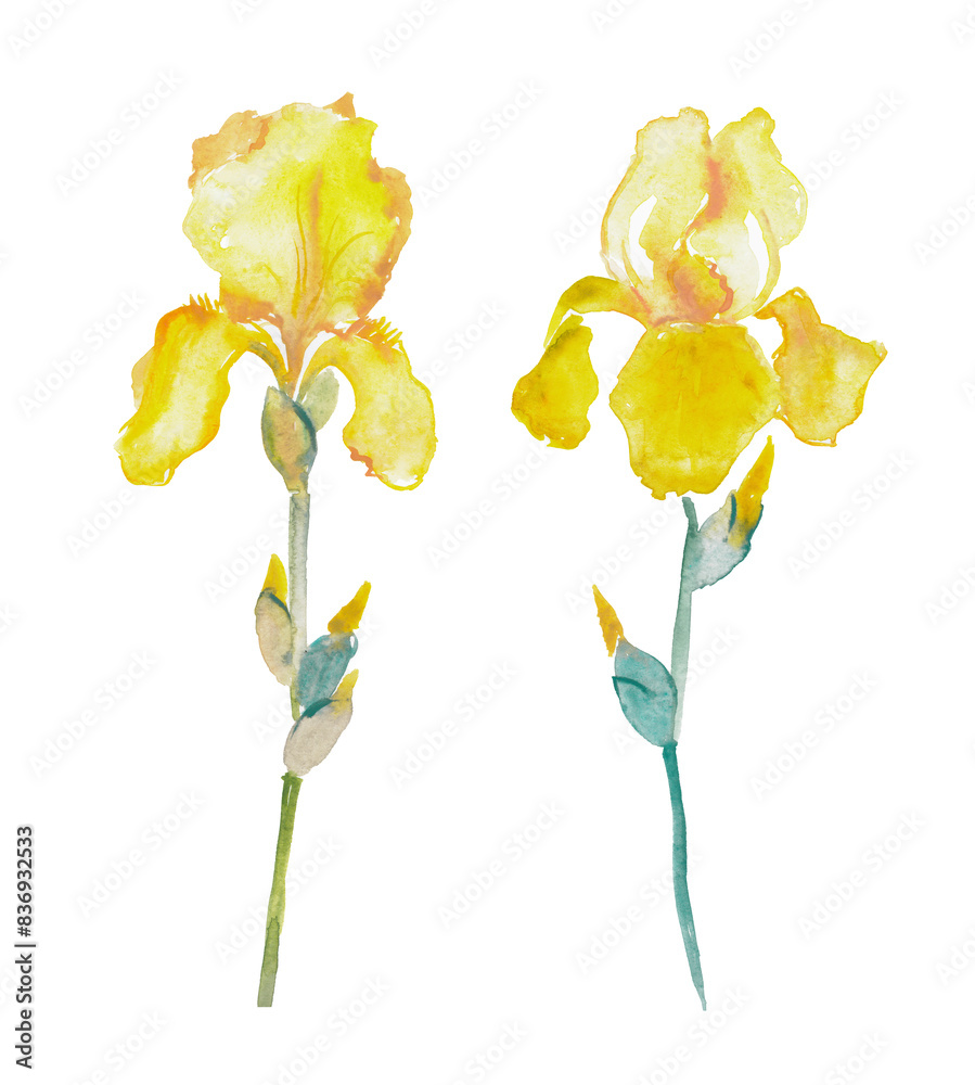 Yellow Iris, hand drawn watercolor illustration of irises, flower, hand ...