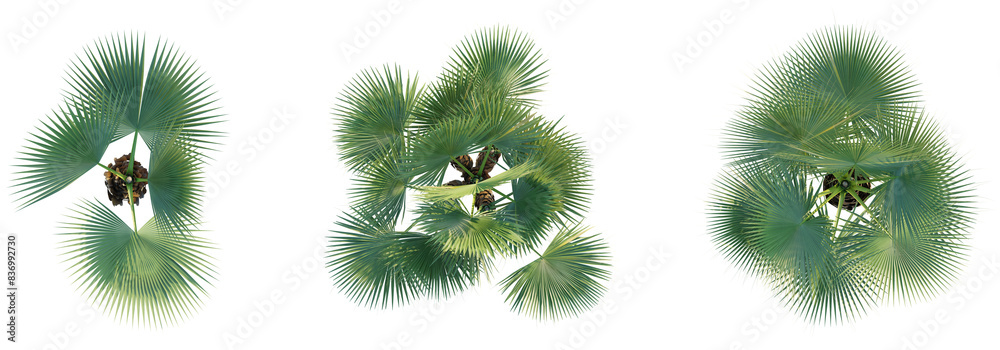 Washingtonia filifera tree top view, tree plan 4k png cutout Photos ...