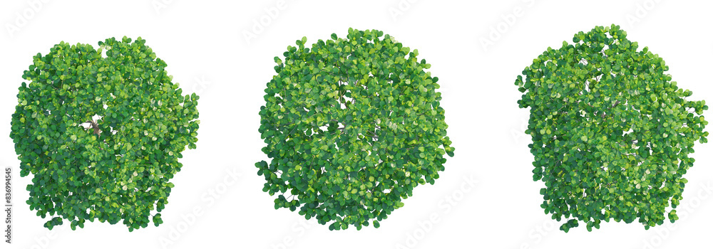 Terminalia catappa tree top view, tree plan 4k png cutout Stock Photo ...