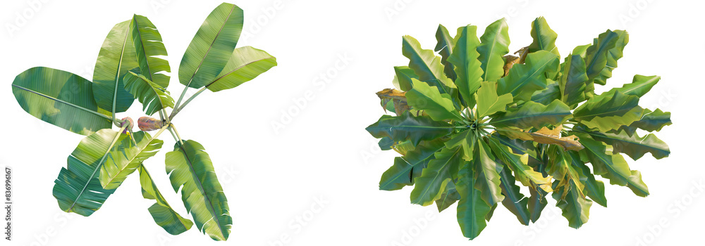 Banana tree top view, tree plan 4k png cutout Stock Photo | Adobe Stock