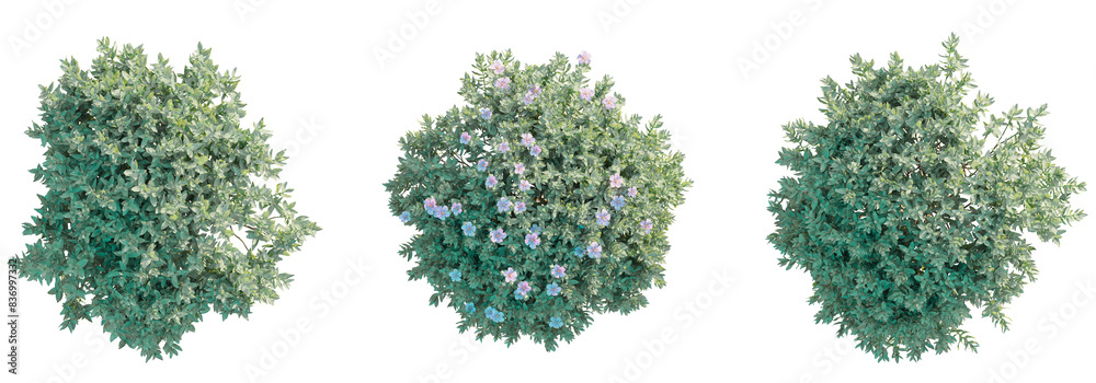 Cistus albidus tree top view, tree plan 4k png cutout Stock Photo ...