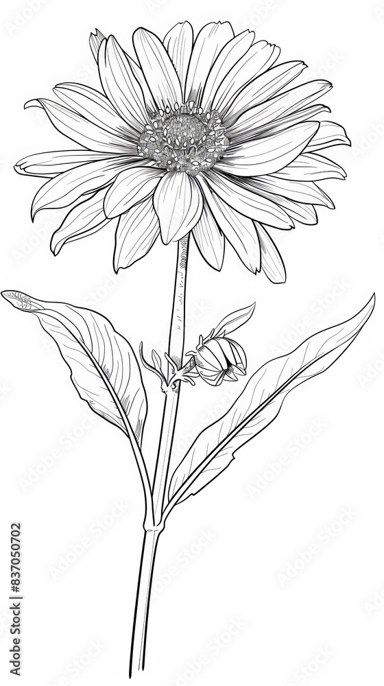 This is a simple coloring page featuring an aster flower. The image is ...