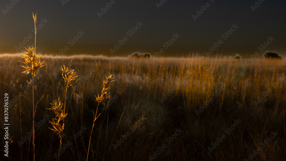 Beautiful sunset in Rietvlei Nature reserve with light rays striking ...