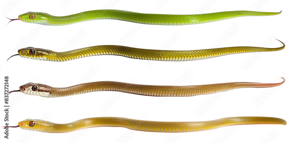 Set of four different straight snakes isolated on white or transparent ...