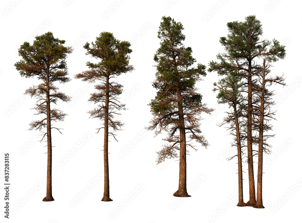 3D render pine trees of various shapes on transparent background Stock ...