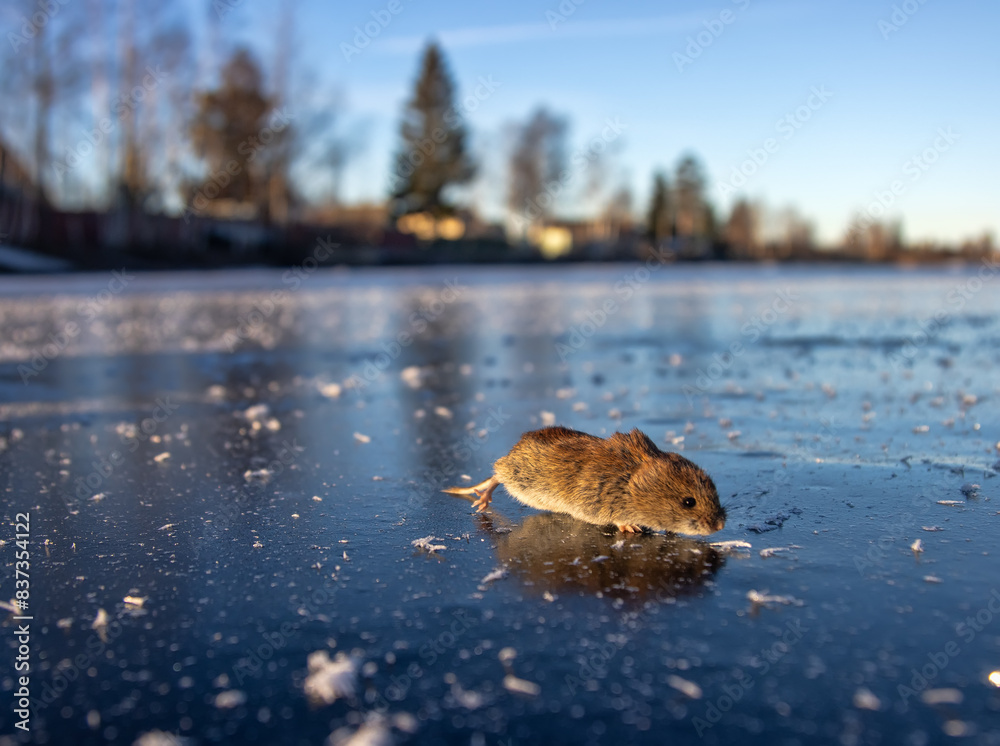 Red-backed vole (Clethrionomys glareolus) runs on ice. Mice migrations ...