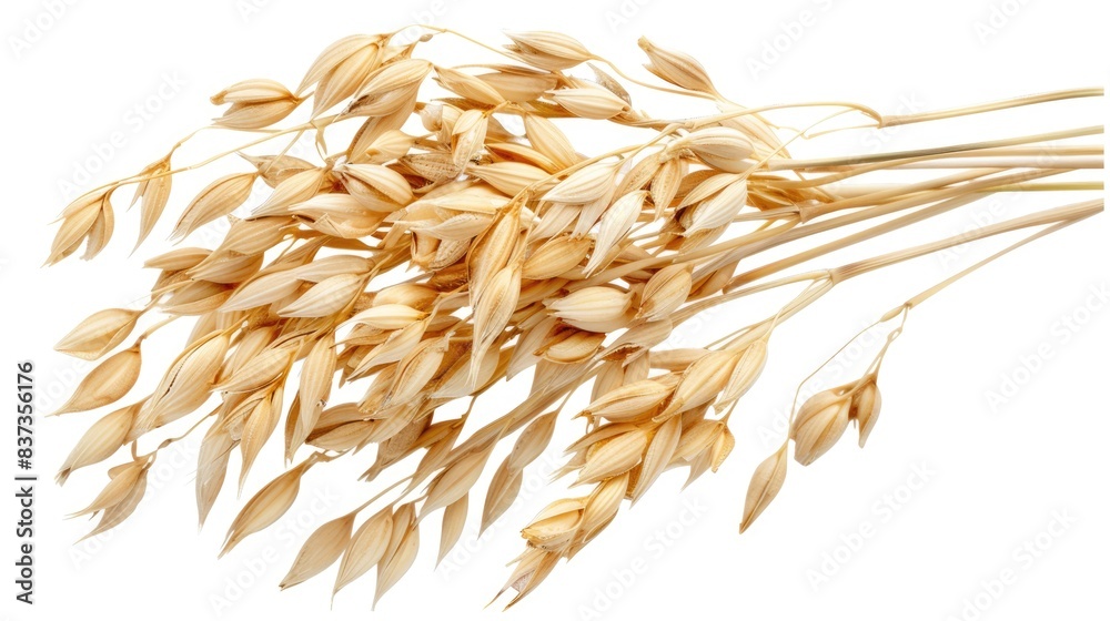 Ear Seeds. Isolated Oat Ears (Avena Sativa Seeds) on Transparent ...
