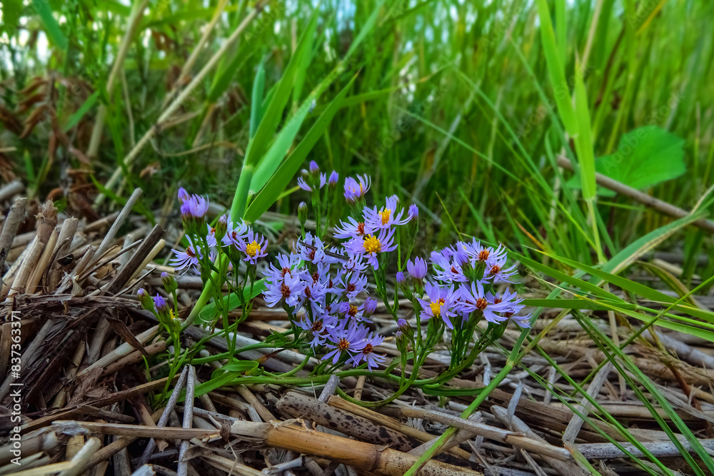 Sea aster (Aster tripolium). Wind-induced flood meadows in eastern part ...