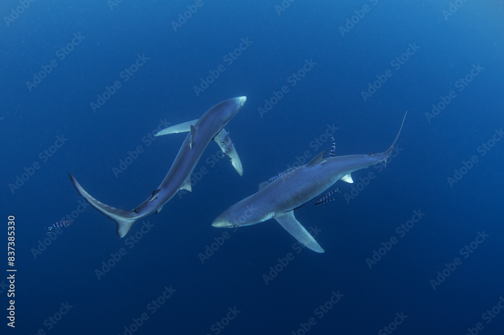 Pelagic blue sharks are looking for food on the open ocean. Blue shark ...