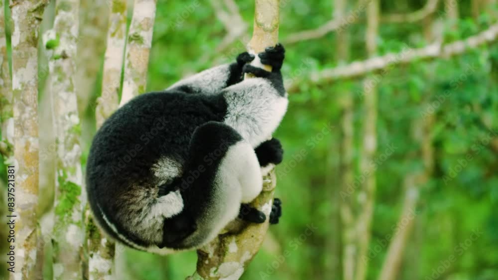 Indri is a species of strepsirrine primate of the Indriidae family, the ...