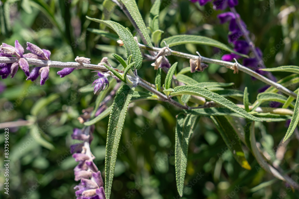 Salvia leucantha, the Mexican bush sage, is a herbaceous perennial ...