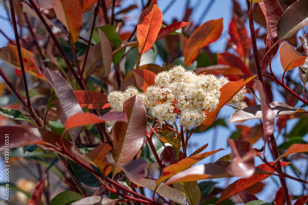 Photinia glabra, the Japanese photinia, is a species in the family ...