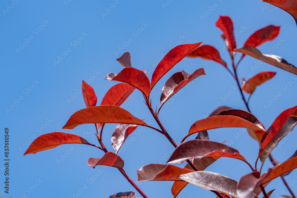 Photinia glabra, the Japanese photinia, is a species in the family ...