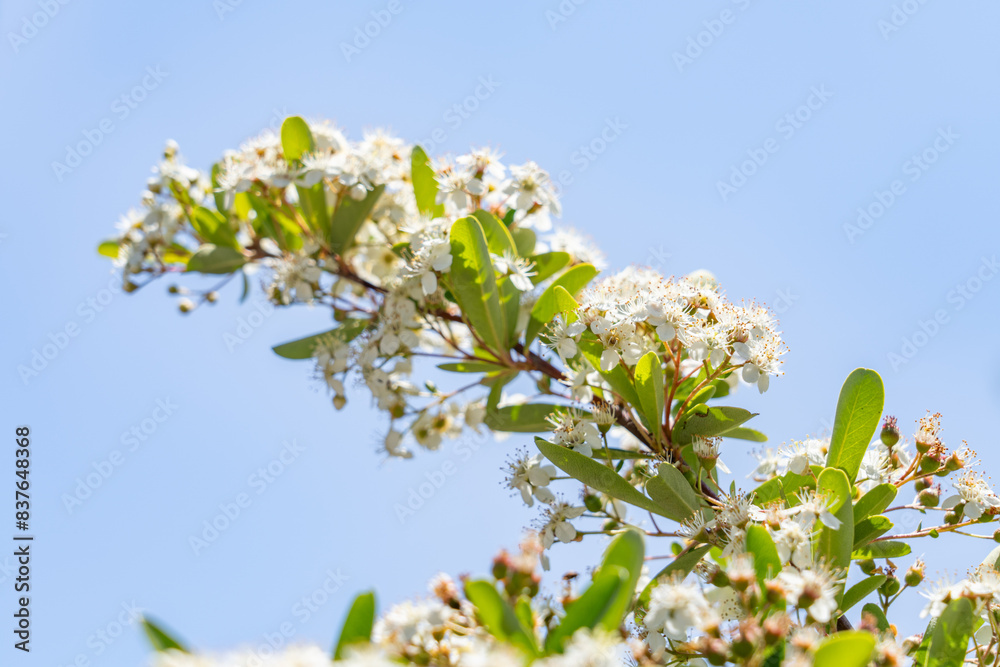 Pyracantha koidzumii, Formosa firethorn or Taiwan firethorn, is a ...
