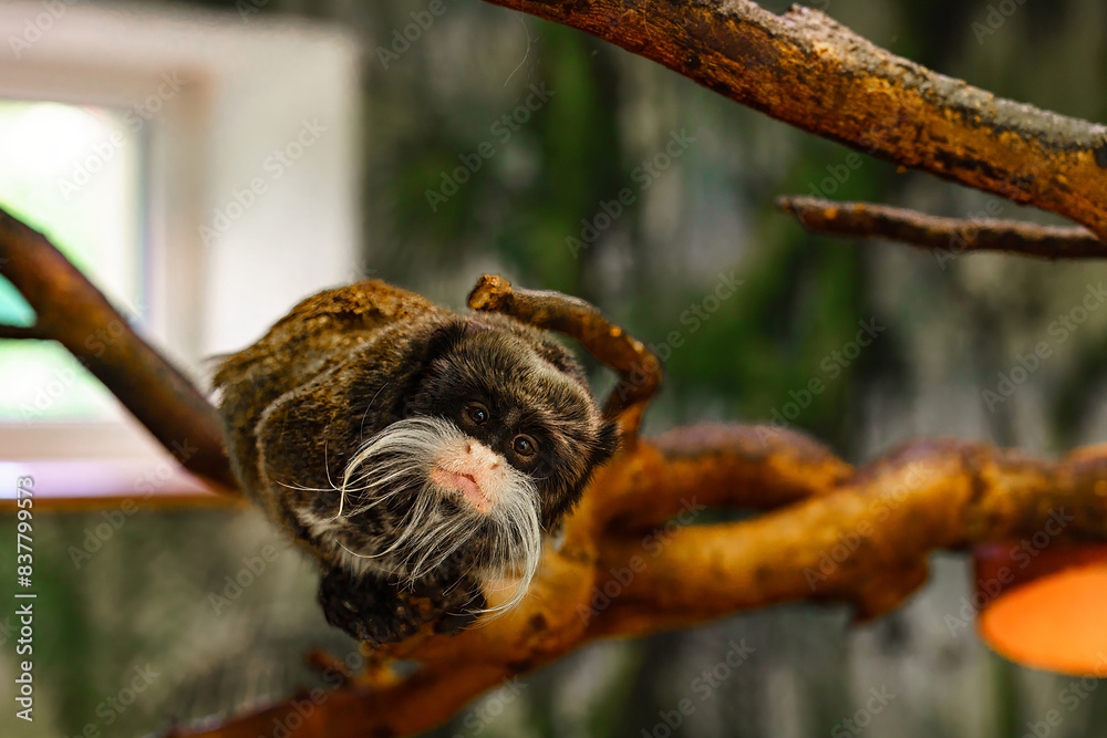 Funny emperor tamarin monkey with white mustache at zoo sitting on ...