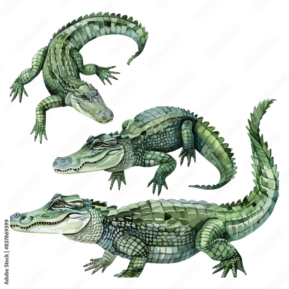 Watercolor Vector painting of a alligator (crocodile), isolated on a ...